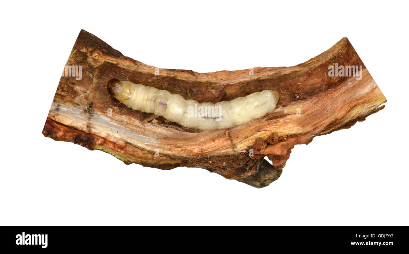 White larvae hi-res stock photography and images - Alamy
