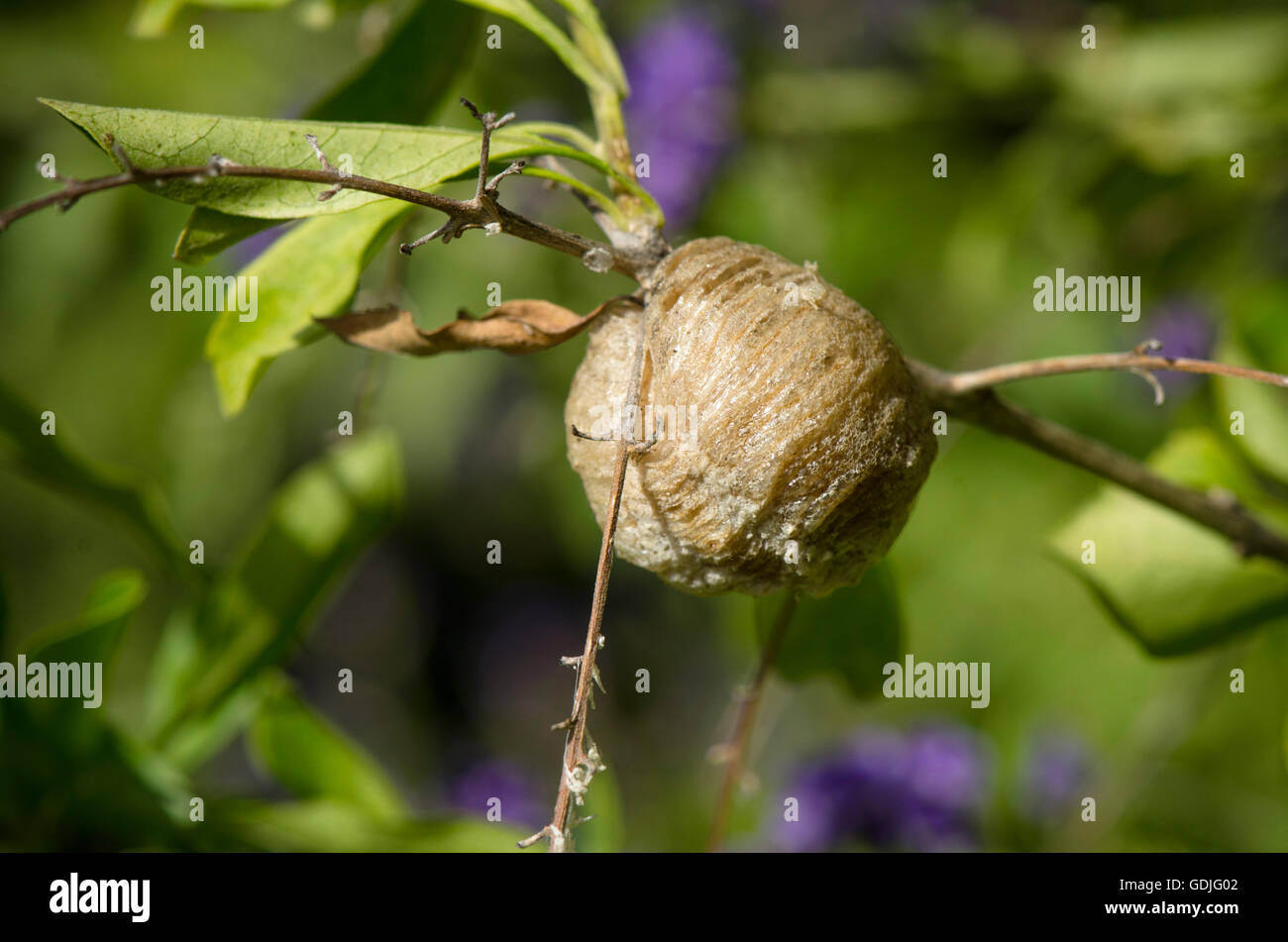 Praying Mantis, Cocoon attached to branch. Spain Stock Photo - Alamy
