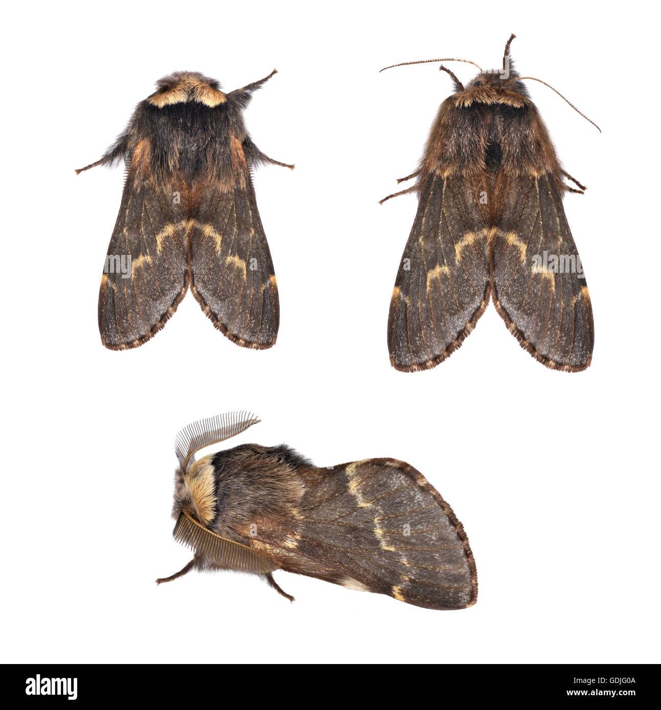 December moth hi-res stock photography and images - Alamy