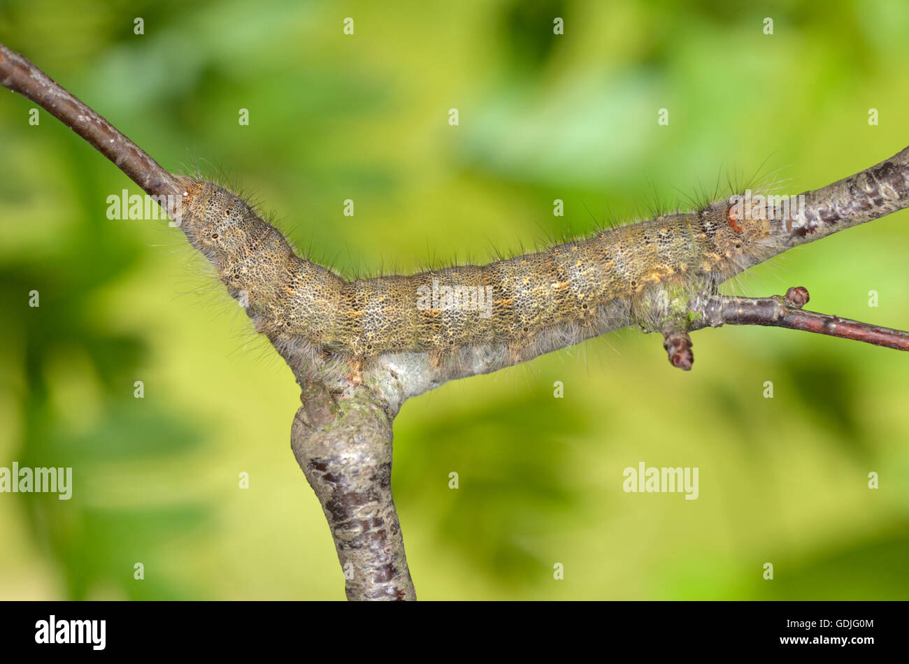 December Moth - Poecilocampa populi - larva Stock Photo - Alamy