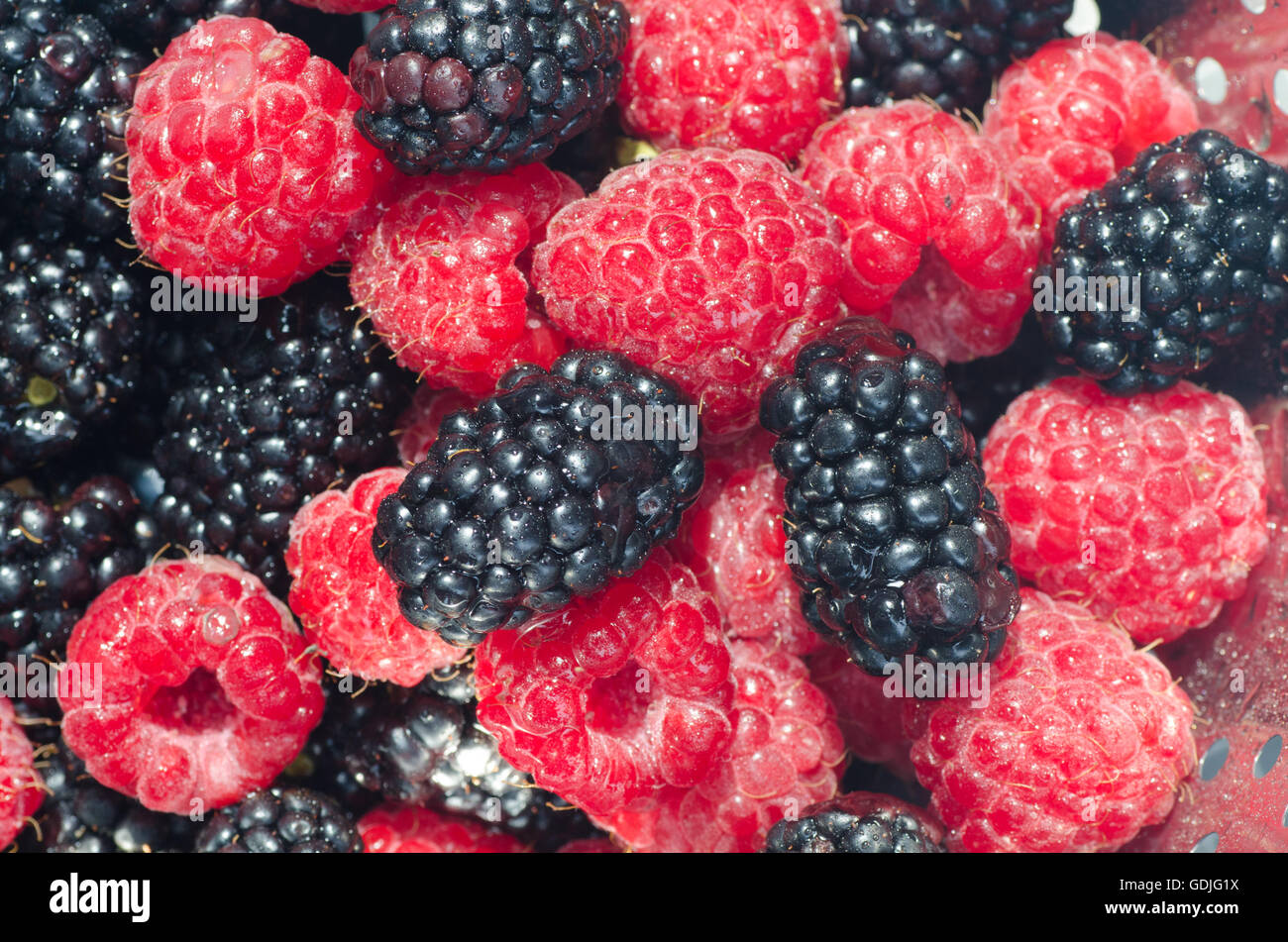 raspberries and blackberries in colander Stock Photo - Alamy
