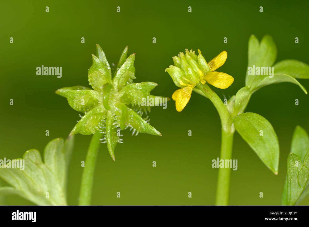 Rough flower hi-res stock photography and images - Alamy