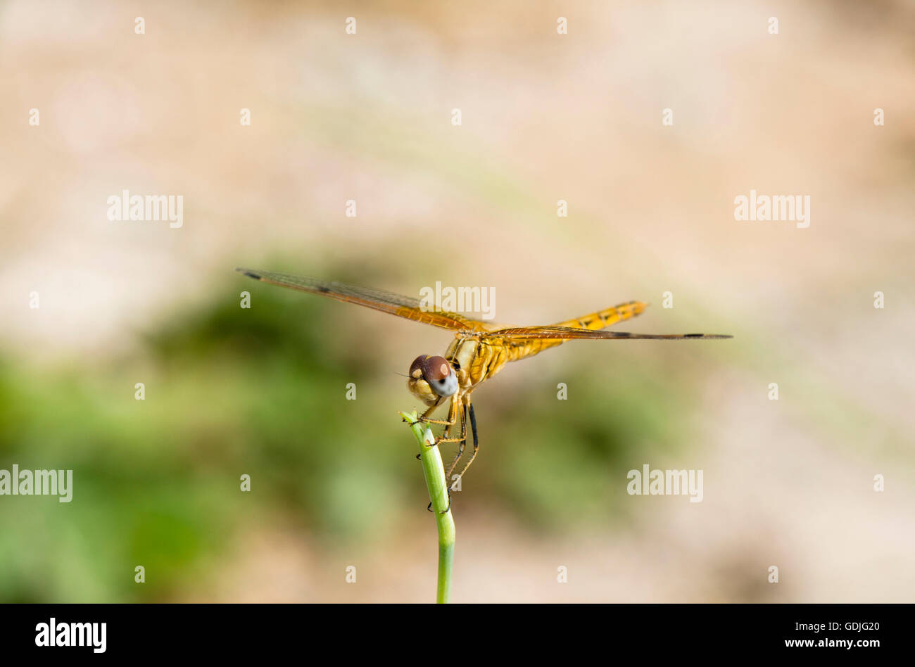Orange-winged dropwing, Trithemis kirbyi, female, Spain Stock Photo - Alamy