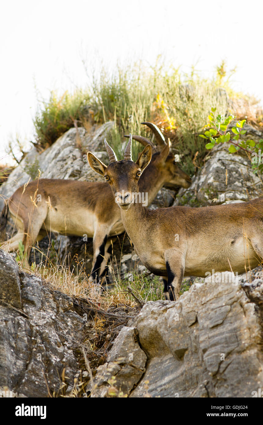 Two Spanish ibex, Spanish wild goat, or Iberian wild goat (Capra ...