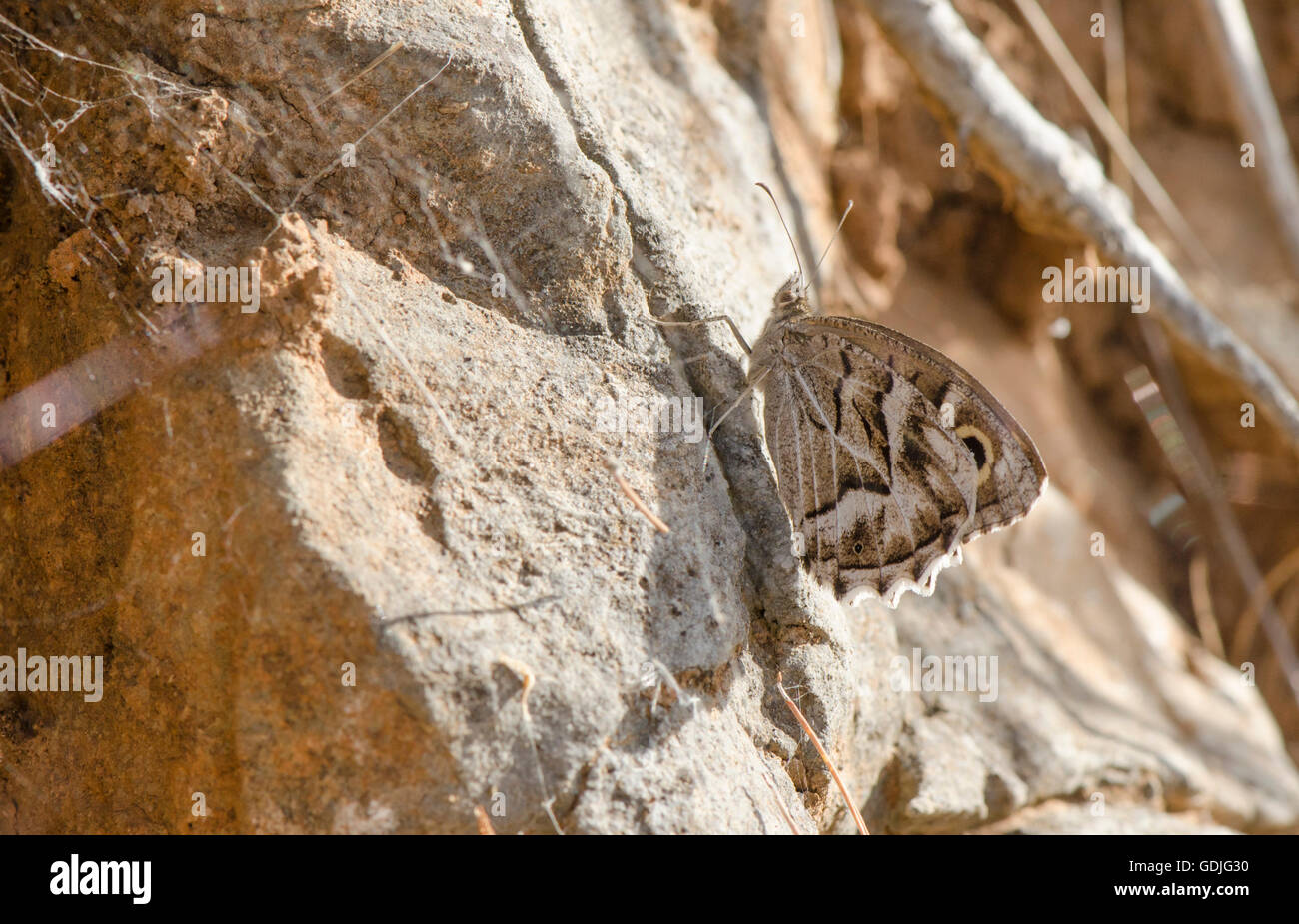 Striped grayling butterflies hi-res stock photography and images - Alamy