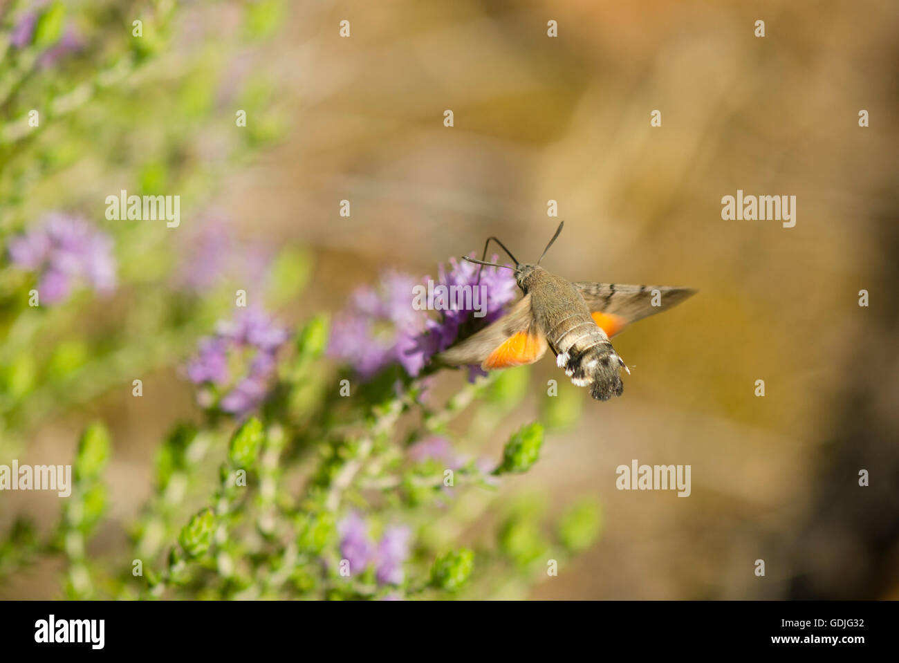 Hawk butterfly hi-res stock photography and images - Alamy
