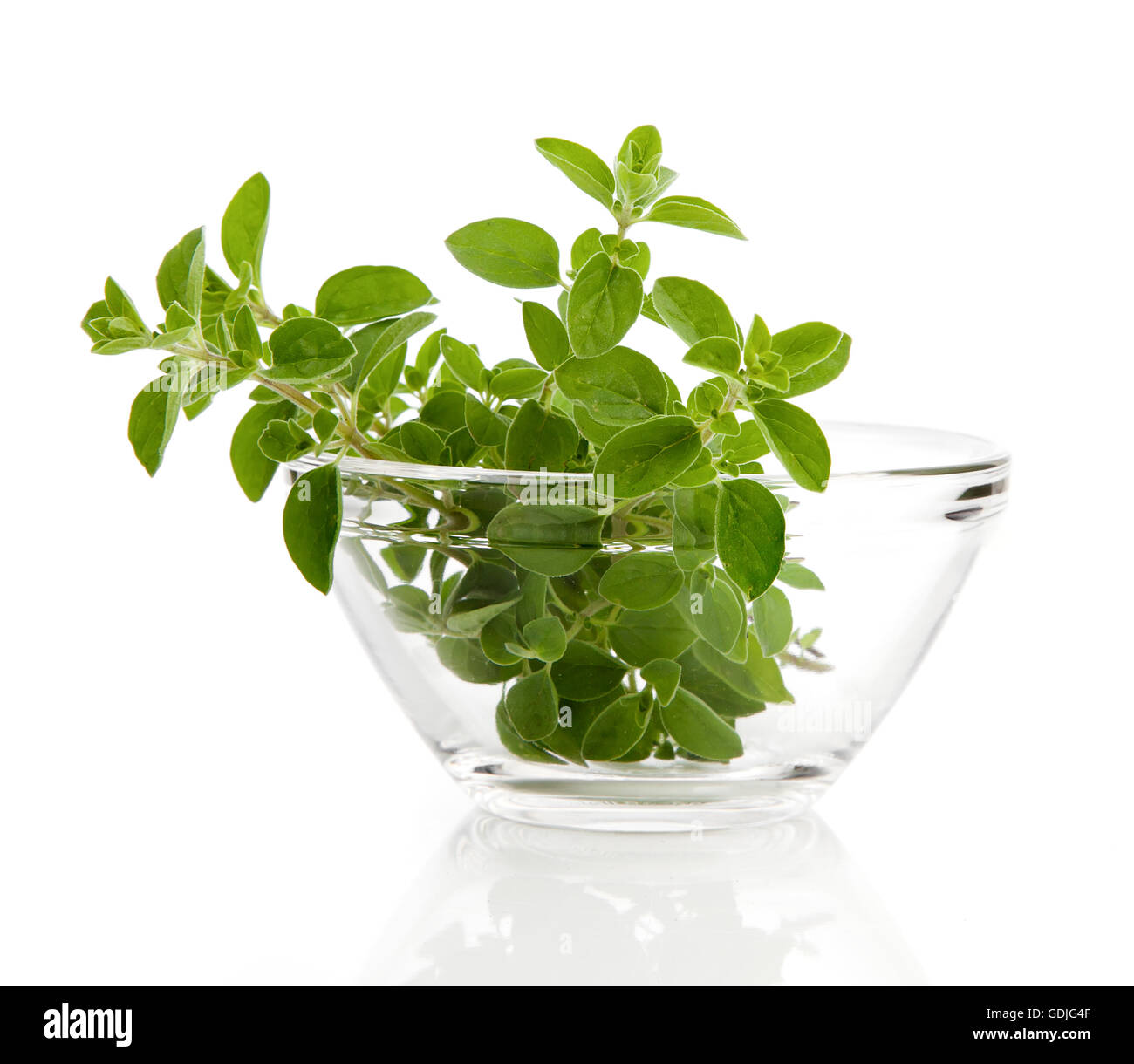 Oregano branch hi-res stock photography and images - Alamy