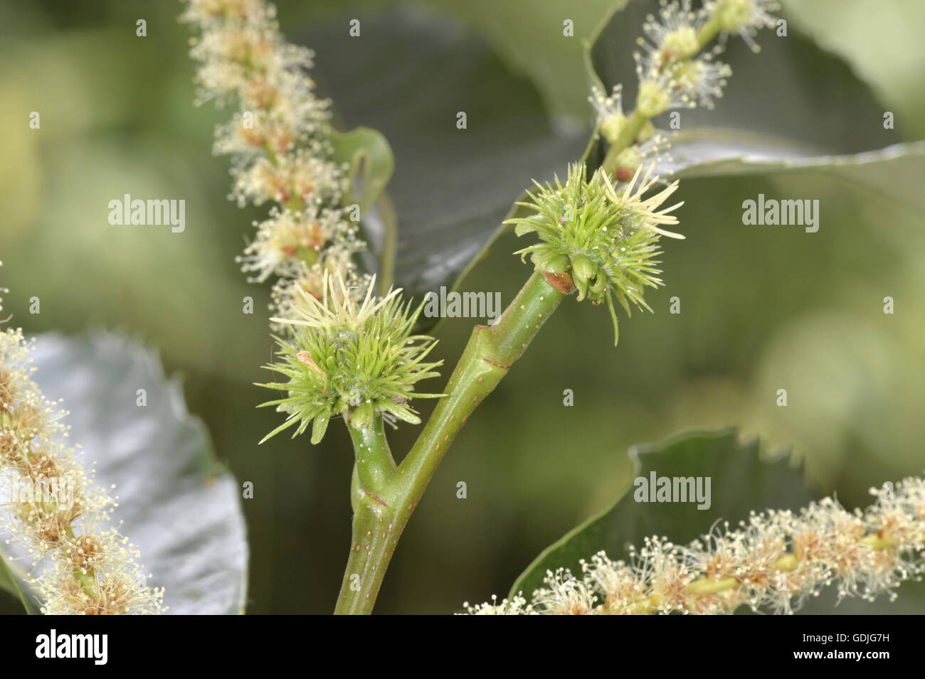 Sweet Chestnut - Castanea sativa Fagaceae - in flower Stock Photo - Alamy