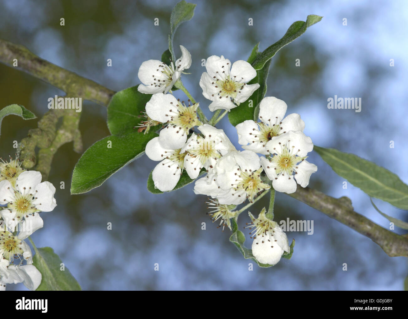 Pear tree pyrus communis hi-res stock photography and images - Alamy