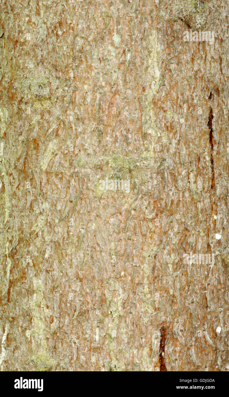 Norway spruce tree picea hi-res stock photography and images - Alamy