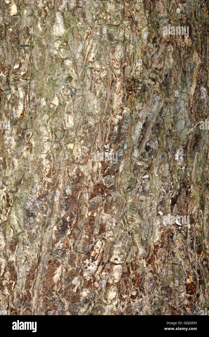 Tree bark elm hi-res stock photography and images - Alamy