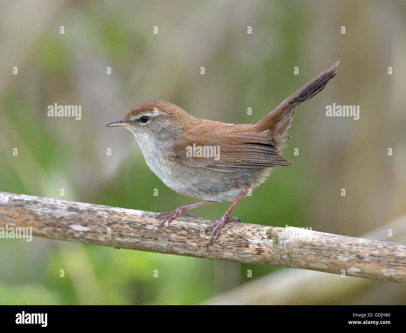 Cetti’s Warbler - Cettia cetti Stock Photo - Alamy
