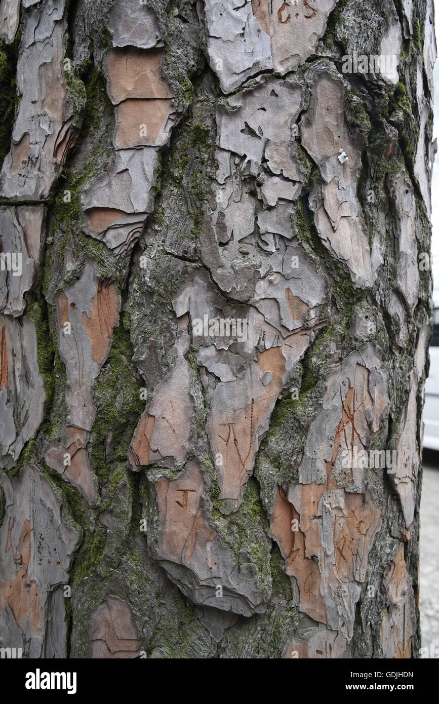 A Closeup of Pine Tree detailed bark texture of wooden stem and tree Flaking Scots pine bark ...