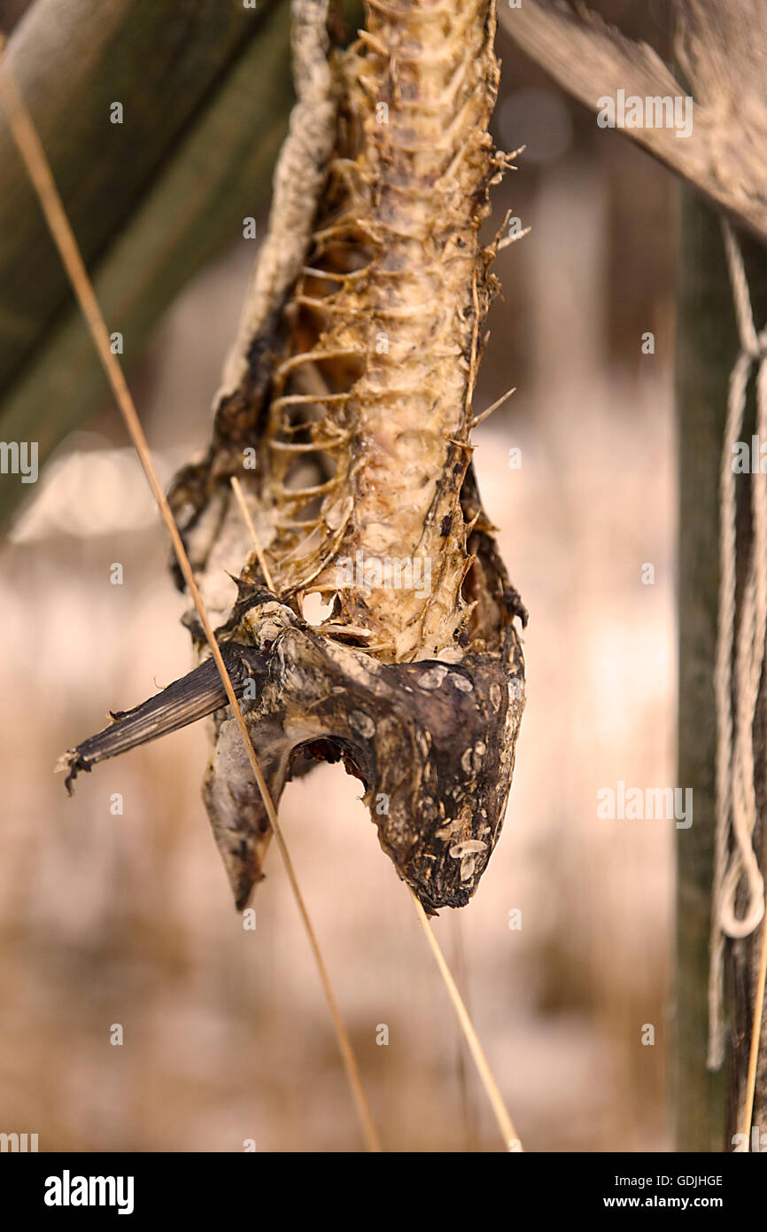 Polar cod hi-res stock photography and images - Alamy