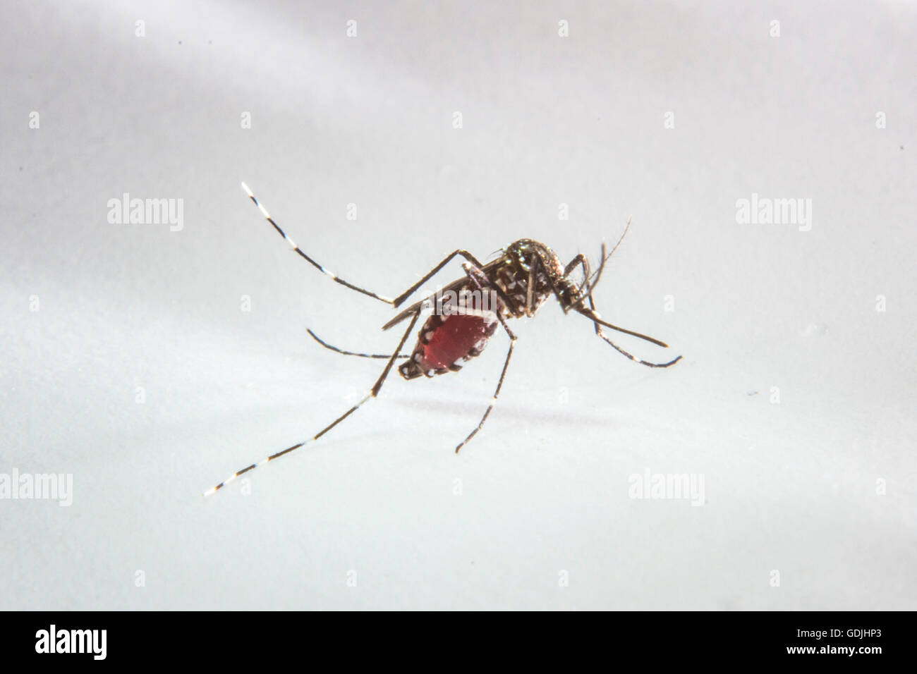 Chikungunya mosquito hi-res stock photography and images - Alamy