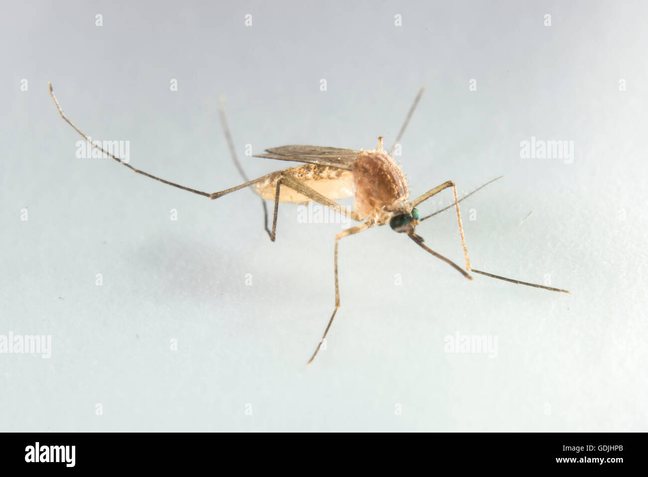 Yellow Fever Mosquito High Resolution Stock Photography and Images - Alamy
