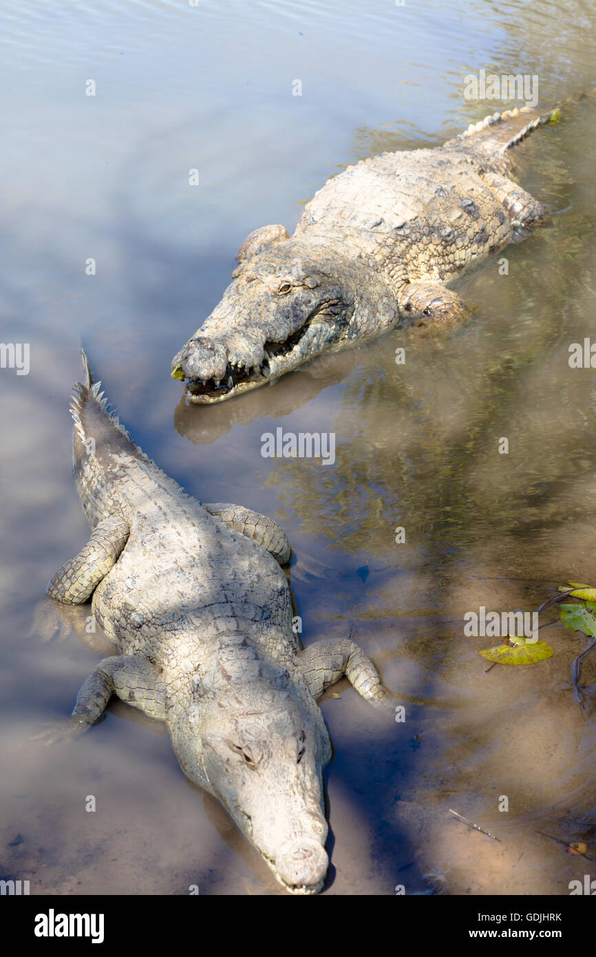 Sacred crocodile in Sabou, Burkina Faso, Africa Stock Photo - Alamy