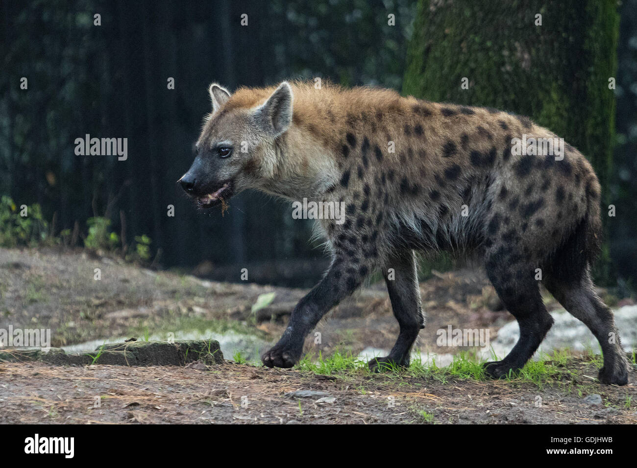 Pretty hyena hi-res stock photography and images - Alamy