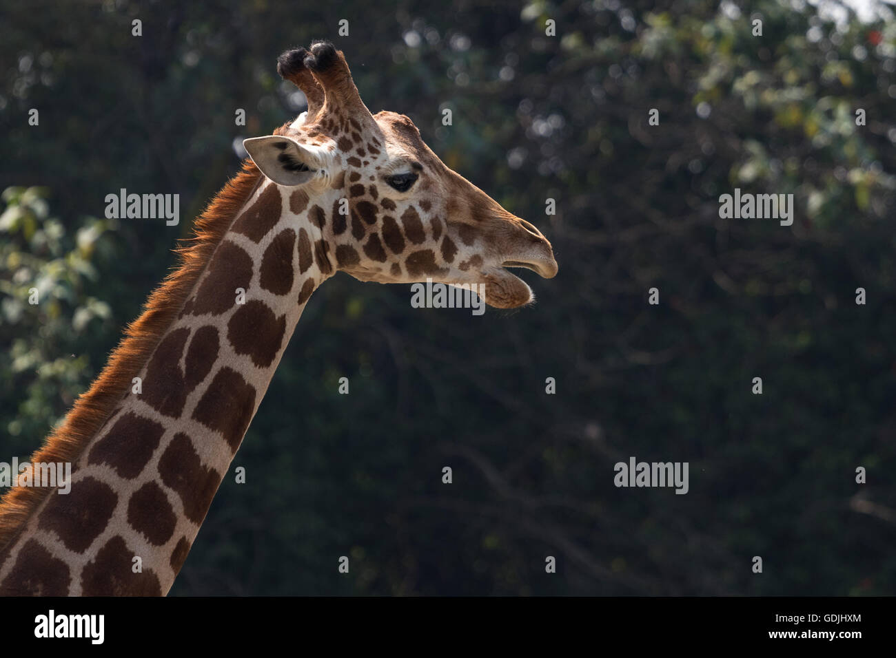 Tall portrait hi-res stock photography and images - Alamy