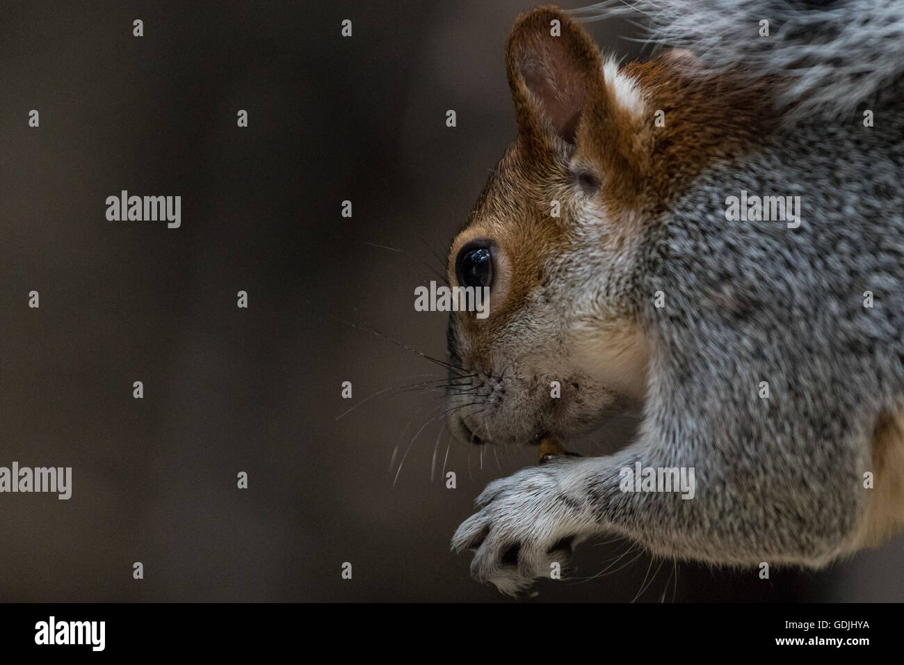 A squirrel eating Stock Photo - Alamy