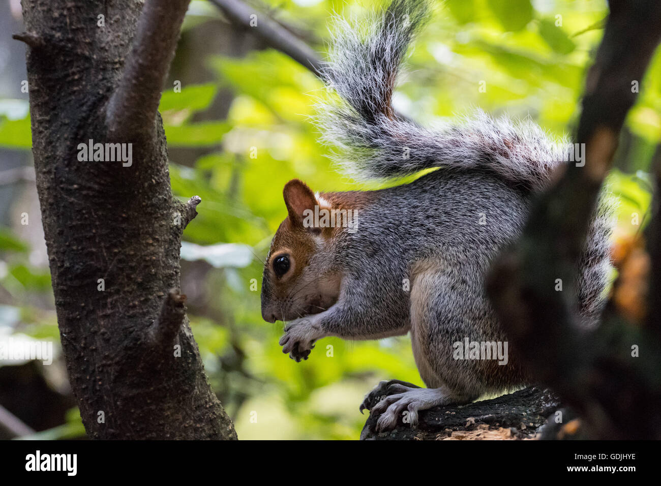 A squirrel eating Stock Photo - Alamy