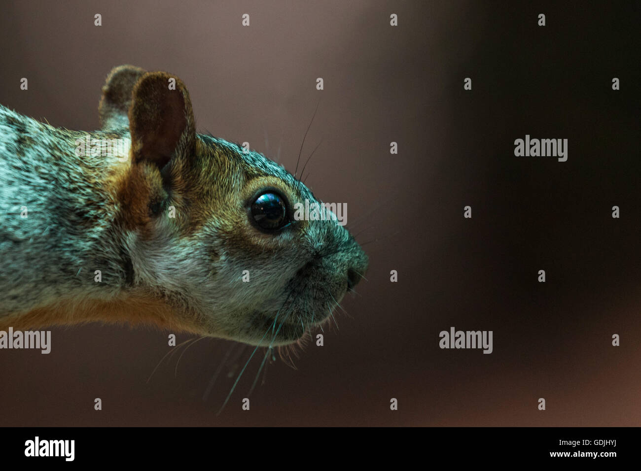 A squirrel looking Stock Photo - Alamy