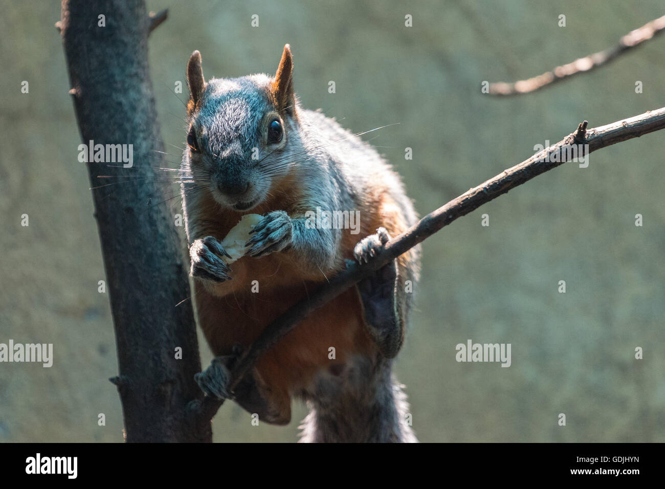 A squirrel eating Stock Photo - Alamy