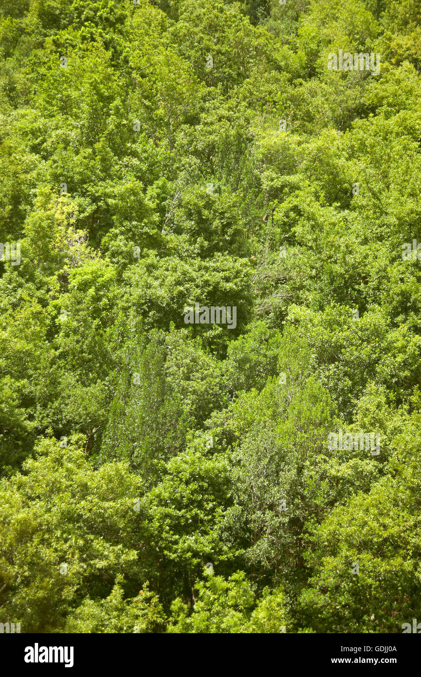 Green forest in the hill. No pollution. Vertical format Stock Photo - Alamy