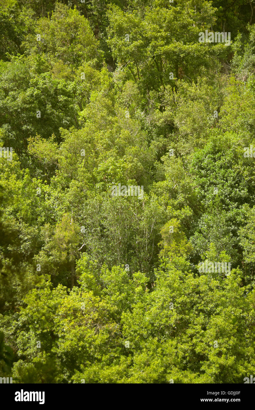 Green forest in the hill. No pollution. Vertical format Stock Photo - Alamy