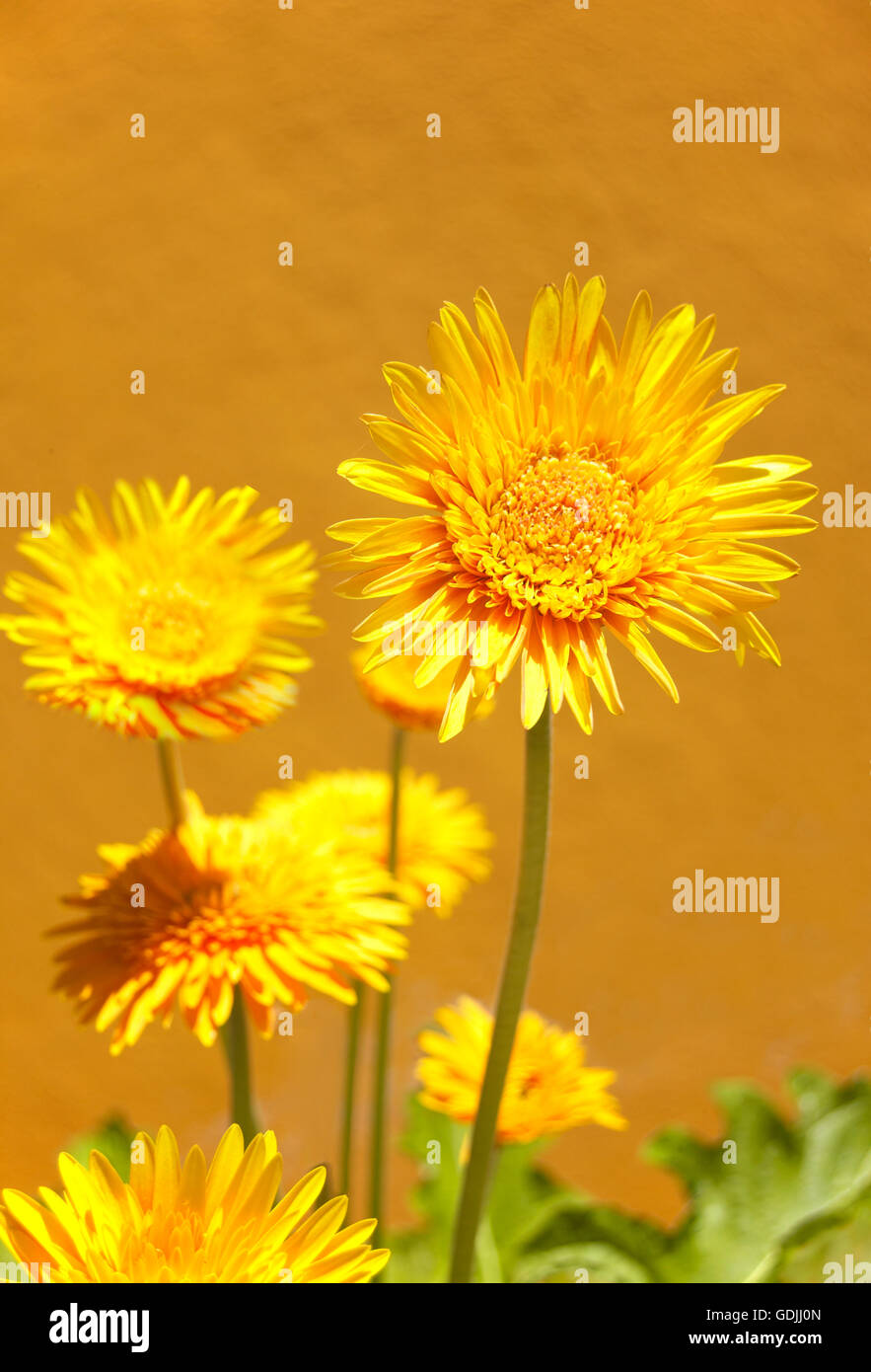 Yellow flowers with warm tone background. Vertical format Stock Photo ...