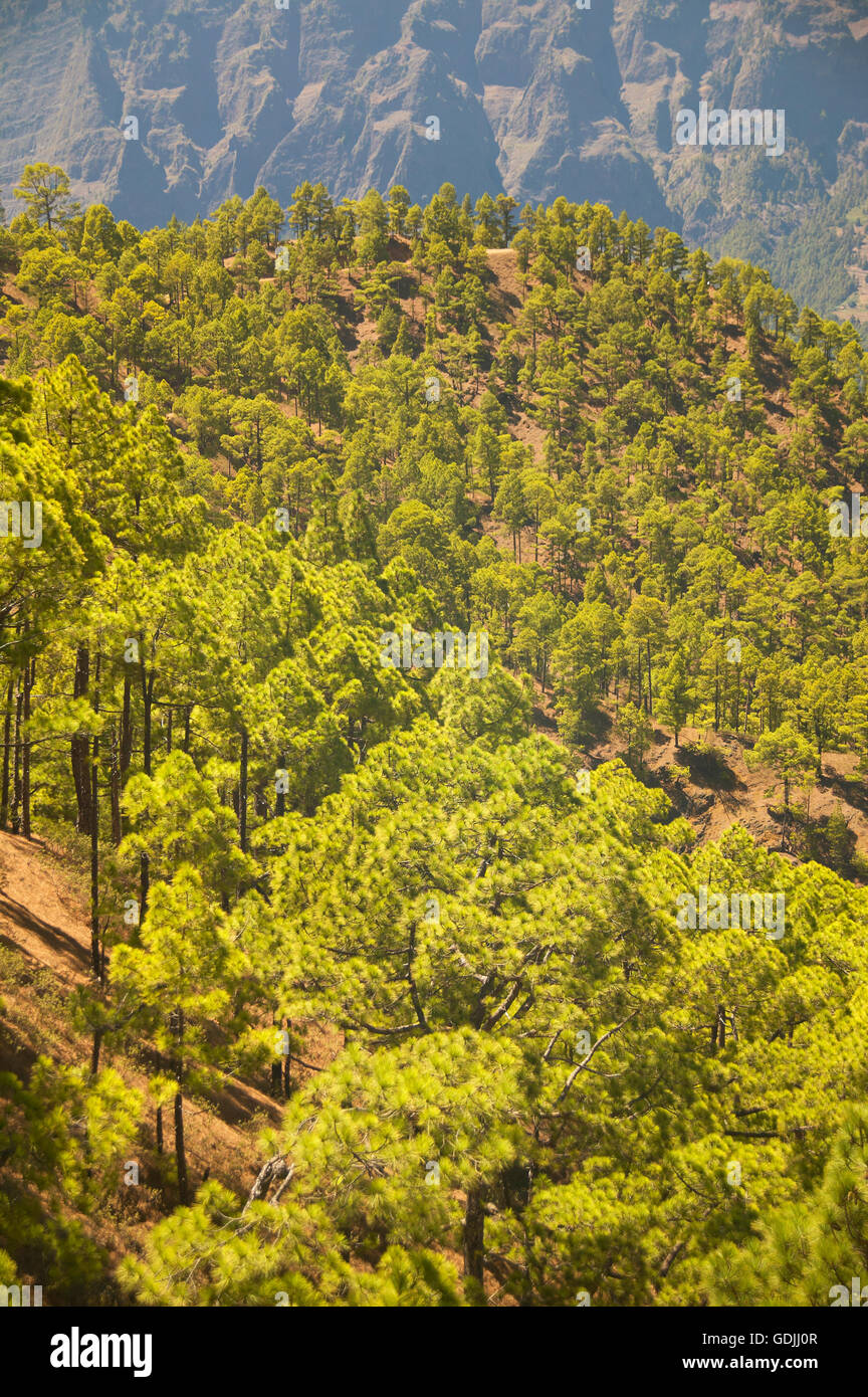 Pine tree forest and mountain. La Palma. Canary Islands. Spain Stock ...