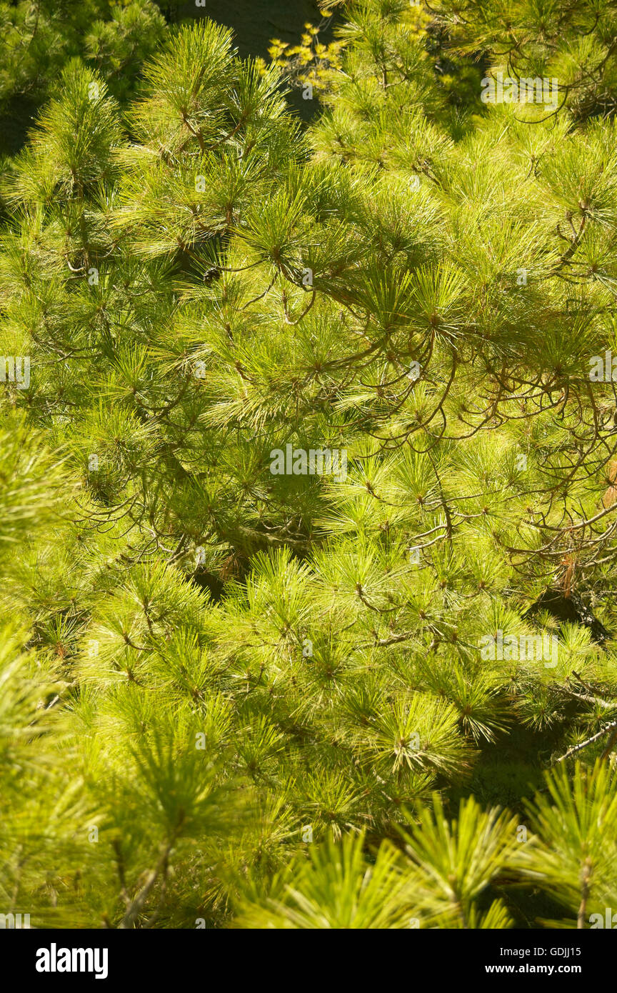 Pine tree branch detail in the forest. Vertical format Stock Photo - Alamy