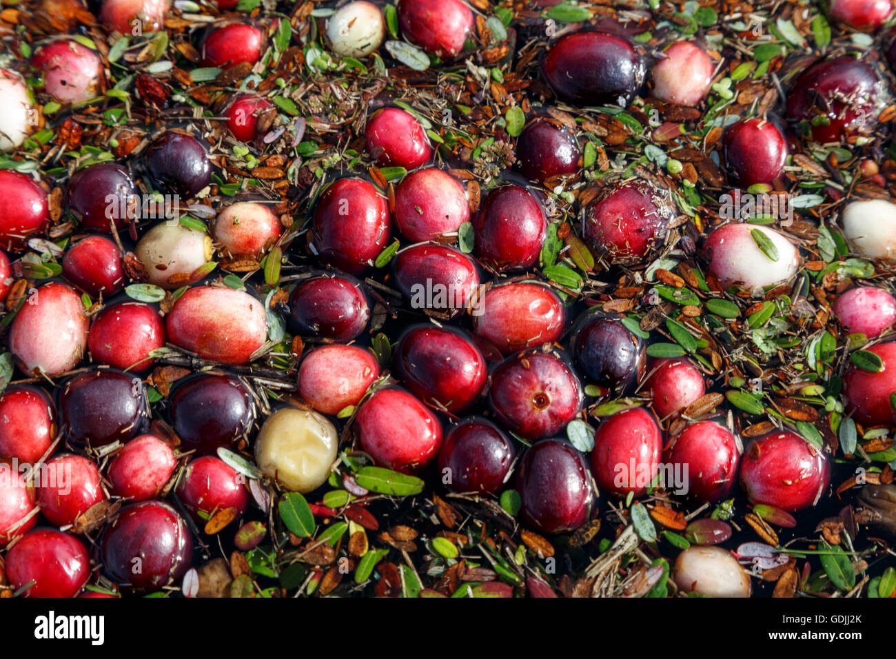 Cranberry bog not flooded hi-res stock photography and images - Alamy