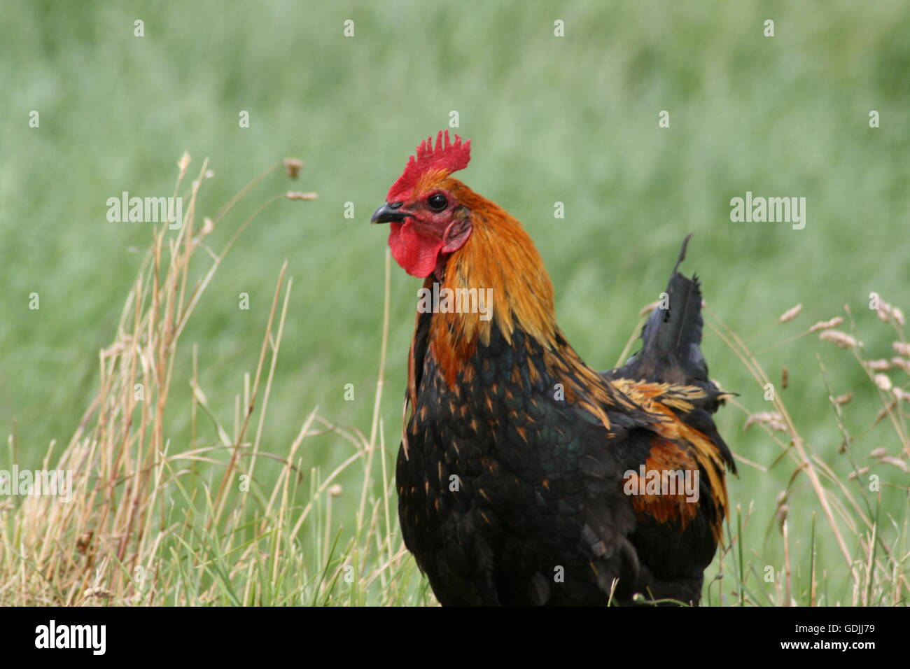 Chicken rooster hi-res stock photography and images - Alamy