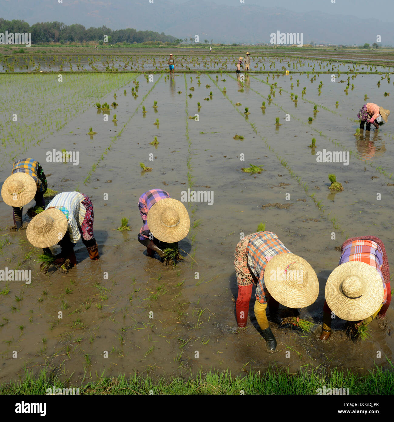 Rice farmers plant rice in a ricefield at the city of Nyaungshwe at the ...