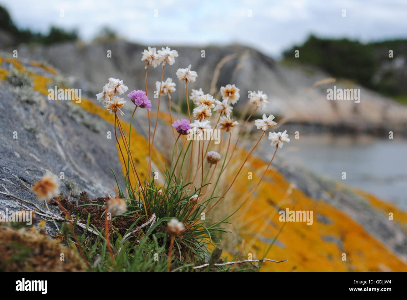 Wild flowers on cliffs at sea shore Stock Photo - Alamy