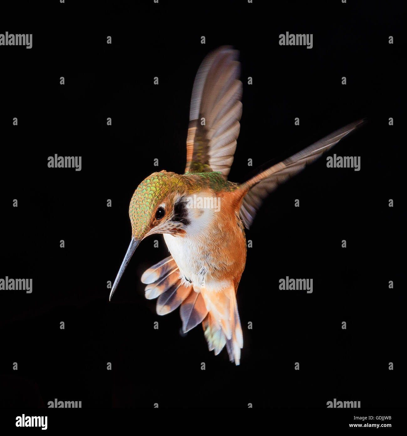 Hummingbird frozen in flight hi-res stock photography and images - Alamy