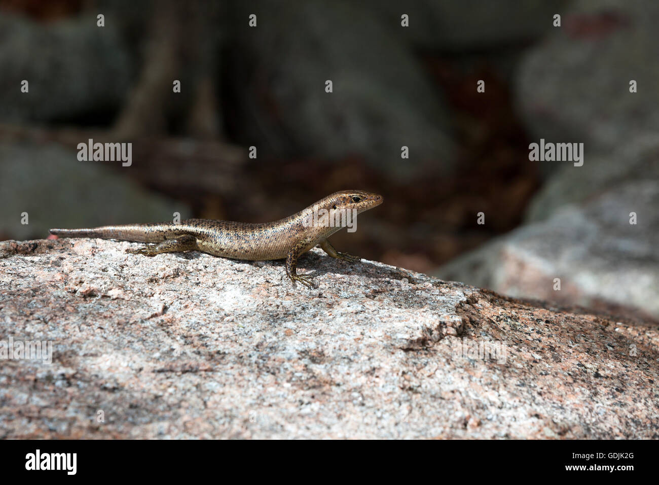 Lizard sunbathing at a rock, Seychelles Stock Photo - Alamy