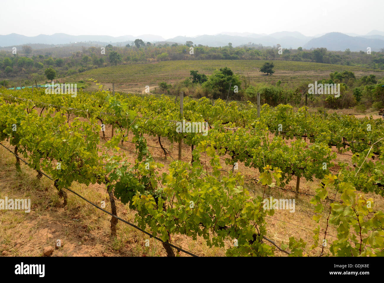 the Wine plantation of the Red Mountain Winery near the town of ...