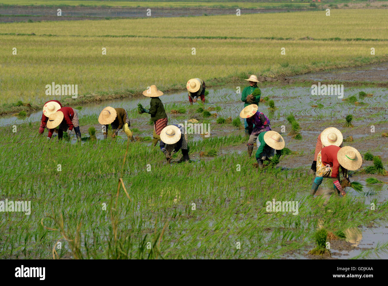 Rice farmers plant rice in a ricefield at the city of Nyaungshwe at the ...