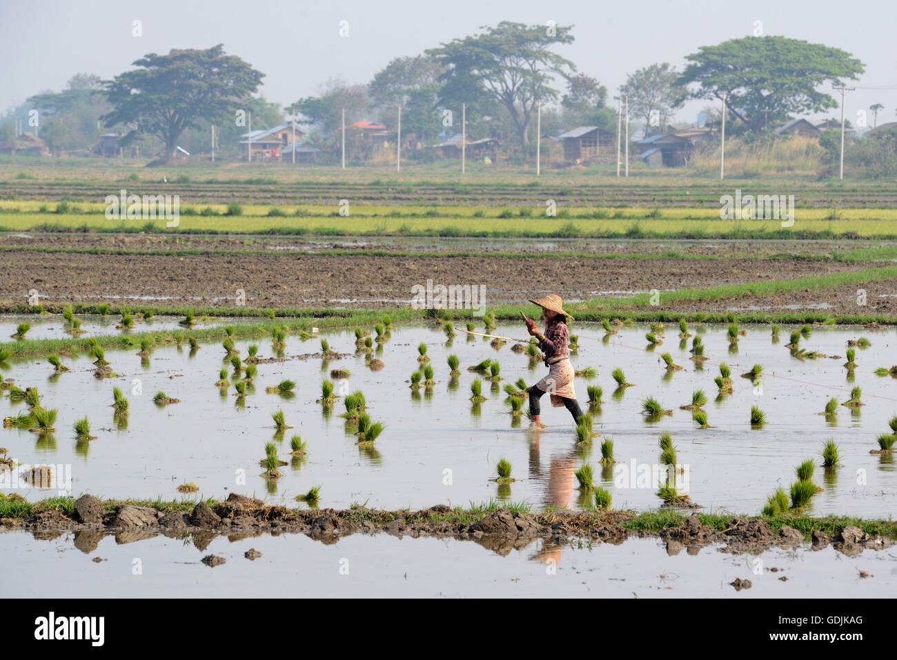 Rice farmers plant rice in a ricefield at the city of Nyaungshwe at the ...