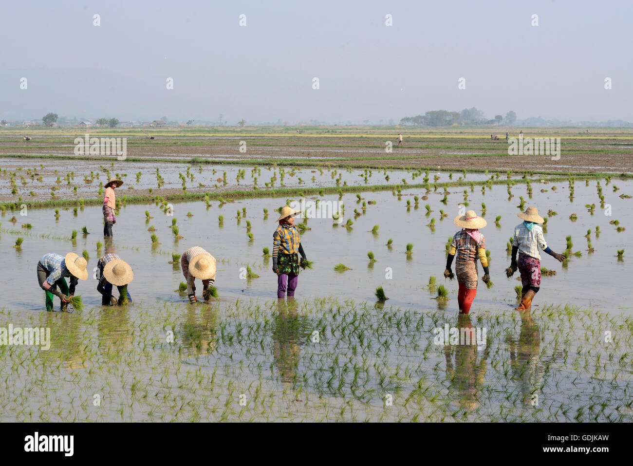 Rice farmers plant rice in a ricefield at the city of Nyaungshwe at the ...