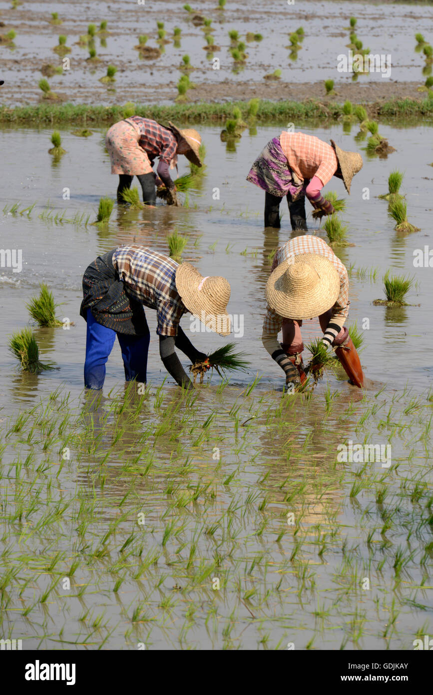 Rice farmers plant rice in a ricefield at the city of Nyaungshwe at the ...