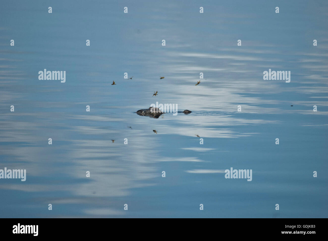 Dragonflies Swarming an Alligator's Head in Upper Myakka Lake Stock ...