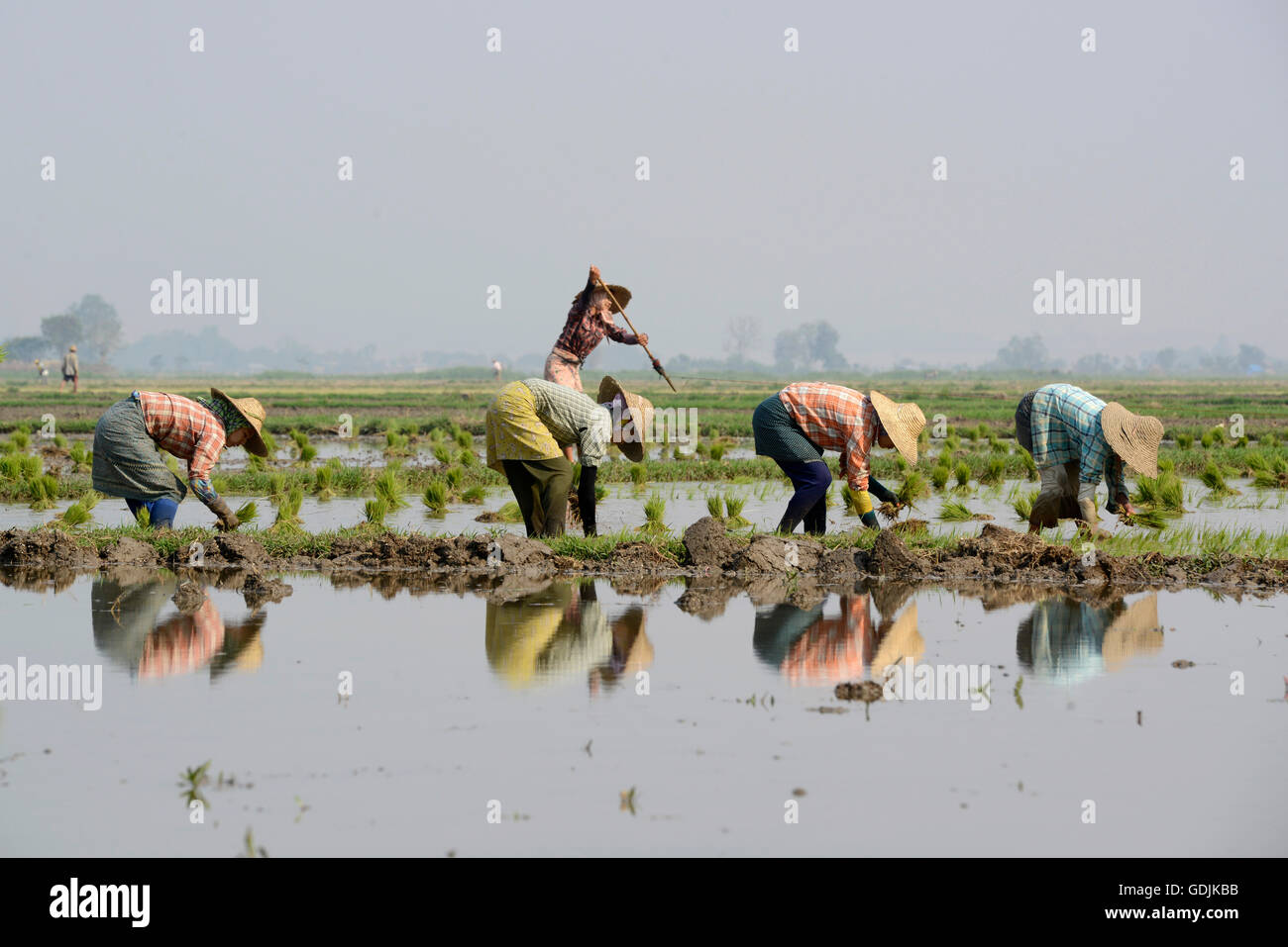 Rice farmers plant rice in a ricefield at the city of Nyaungshwe at the ...