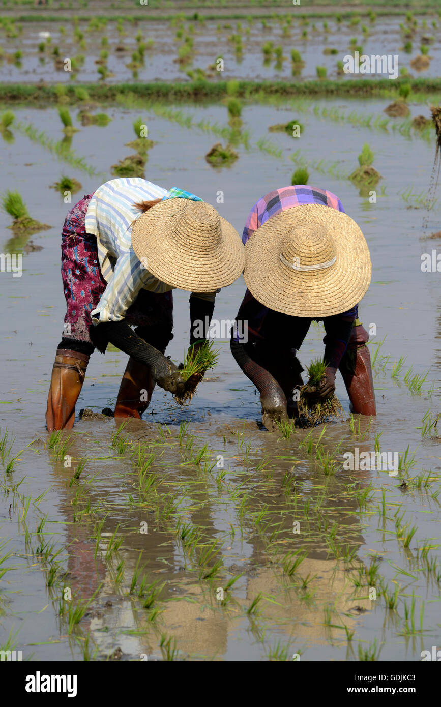 Rice farmers plant rice in a ricefield at the city of Nyaungshwe at the ...