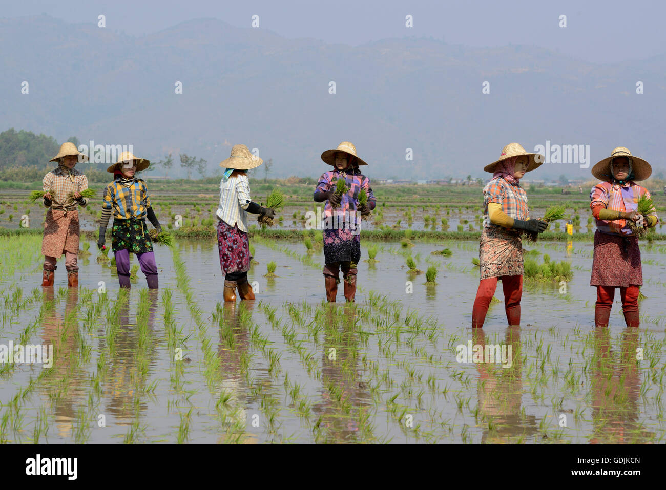 Rice farmers plant rice in a ricefield at the city of Nyaungshwe at the ...