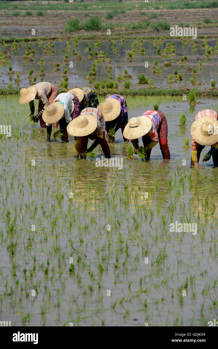 Rice farmers plant rice in a ricefield at the city of Nyaungshwe at the ...