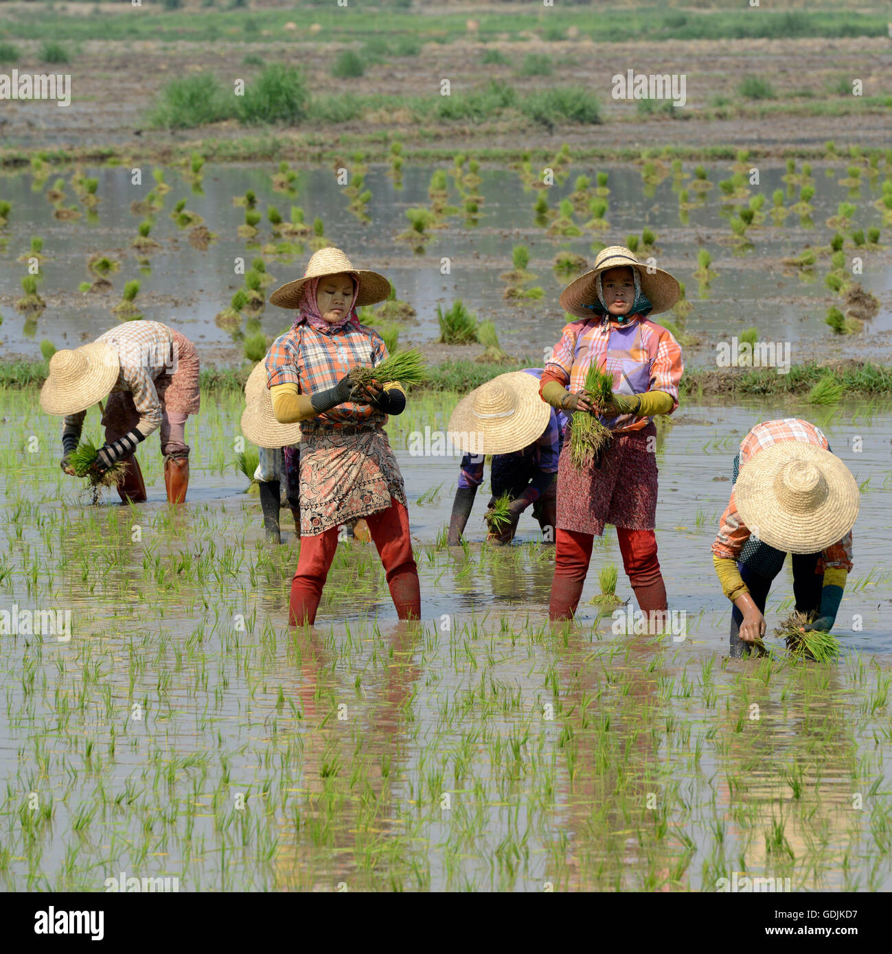 Rice farmers plant rice in a ricefield at the city of Nyaungshwe at the ...