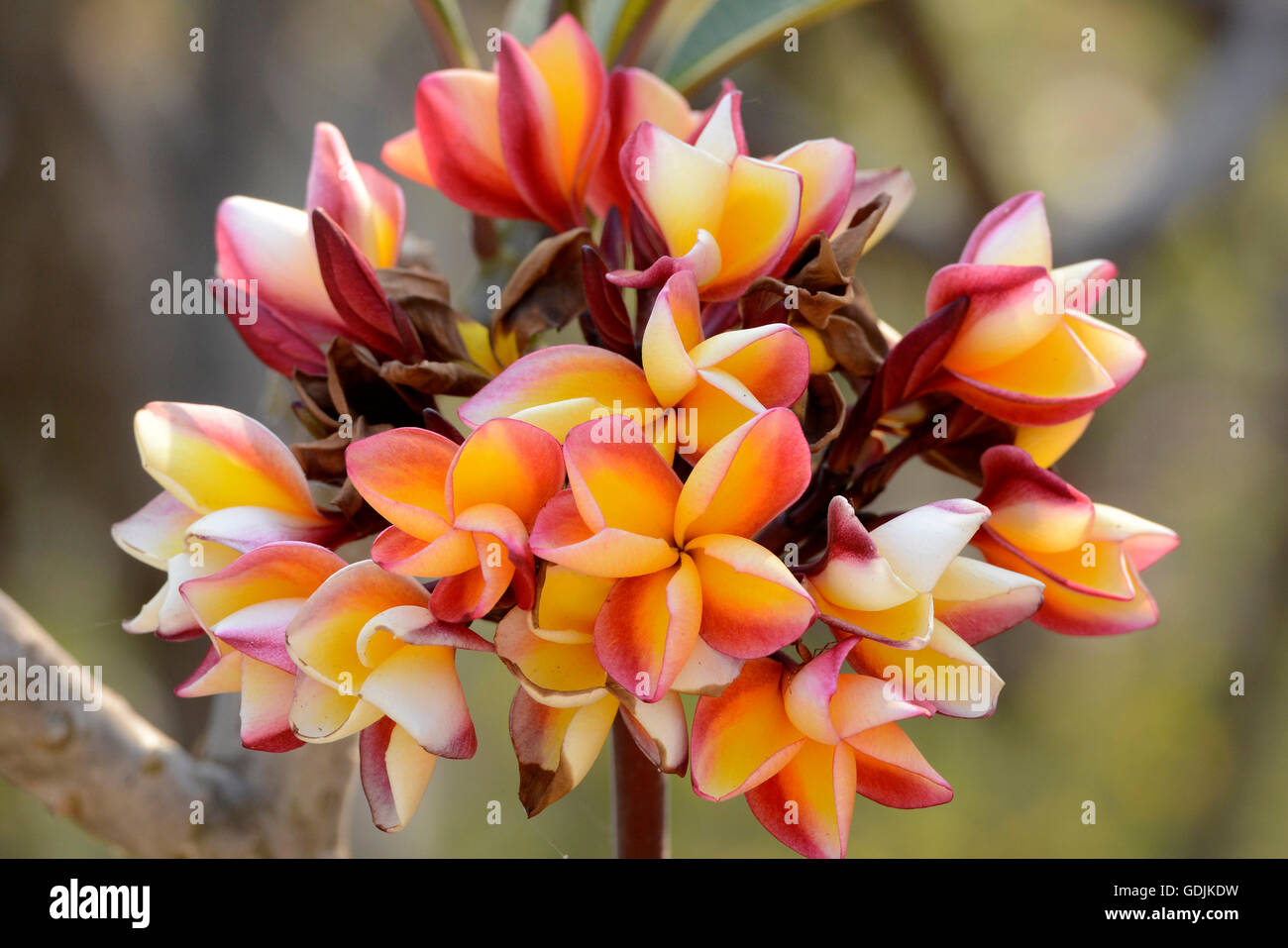 tropical flowers in the gardens at the Inle Lake in the Shan State in ...